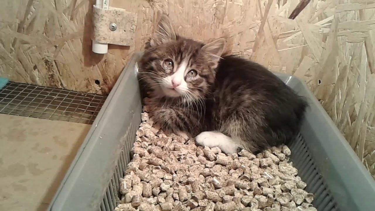 Котята выздоравливают #котята #моипитомцы #mypets #kittens #miserably #жалко #печаль