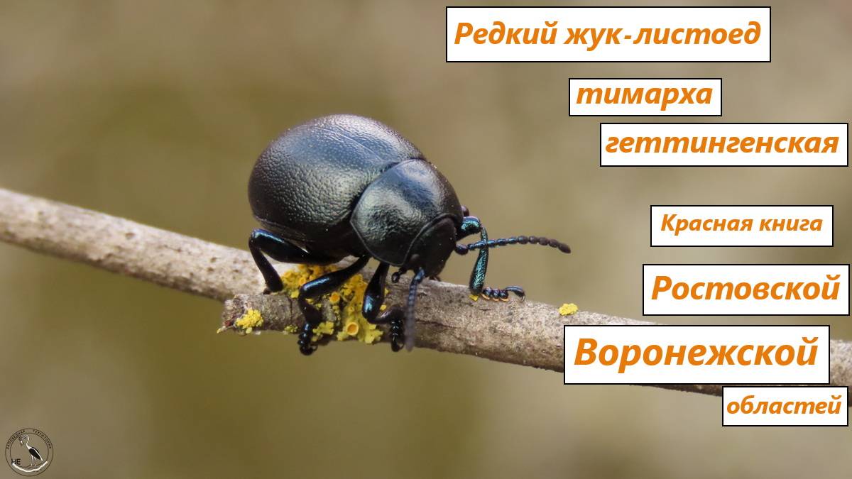 Редкий степной жук - тимарха геттингенская, КК Ростовской и Воронежской областей 07.04.25