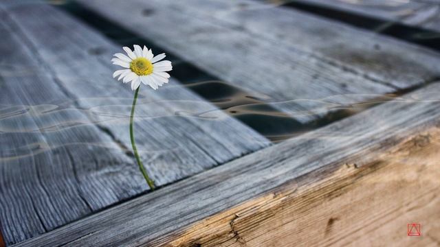 Смиренномудрый царь