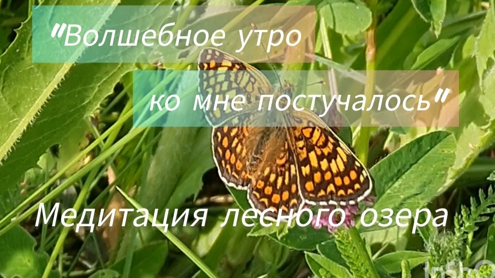 Медитация лесного озера. Волшебное утро ко мне постучалось. Стихи.