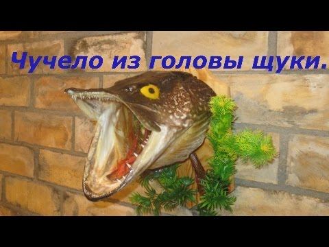 Чучело из головы трофейной щуки своими руками.