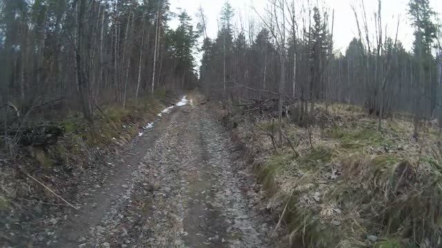 Охота на вальдшнепа. Первая тяга сезона