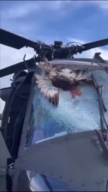 Птичку жалко