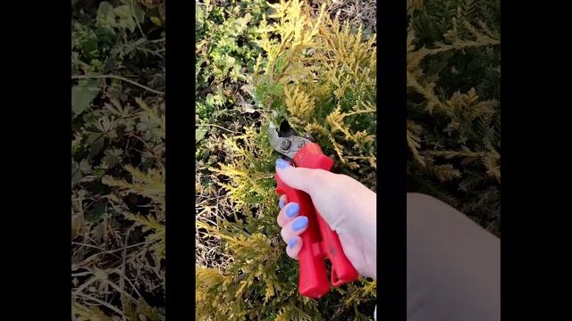 Привожу в порядок можжевельник