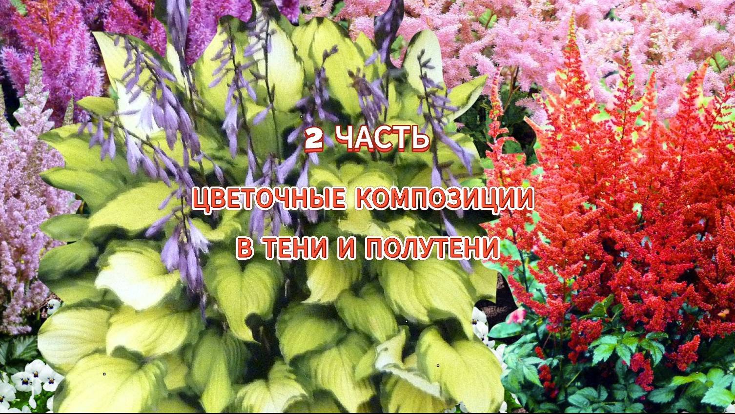 2. Формирование цветников из цветов - многолетников. 2 часть. Грядки в тени и полутени