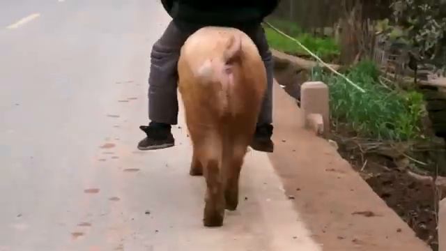 Верховая езда на свинье