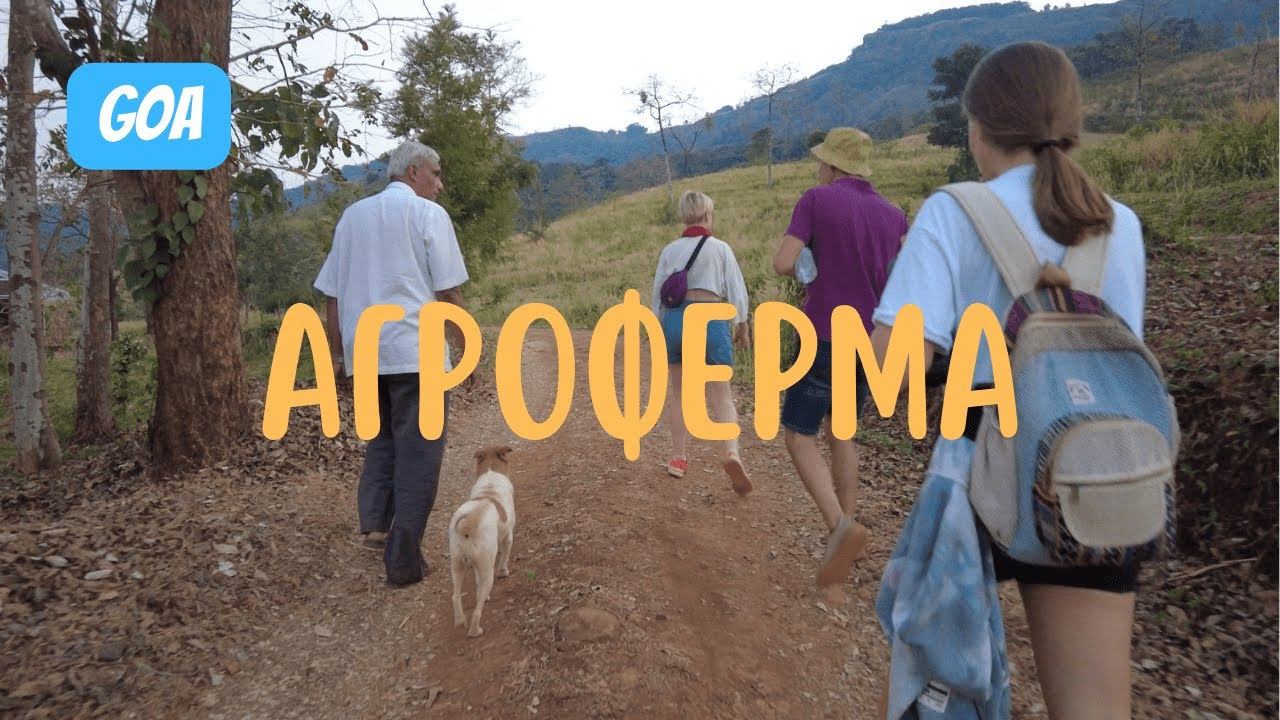 Индия.  Клубничная ферма на ГОА