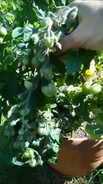 маленький, да удаленький томат жемчужина желтая