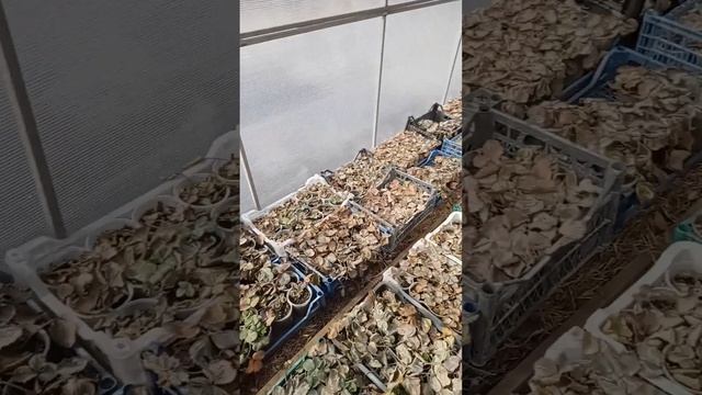 08.04.2025 г. Подготовка саженцев клубники к продаже.