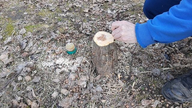 Прививка яблони. Восстановление после повреждения зайцами.