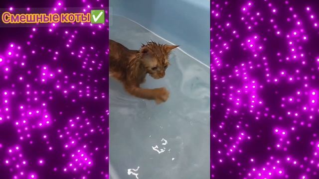 Смешные коты Подборка #28/ Забавные видео про домашних животных/ Смотреть приколы про котиков 2025