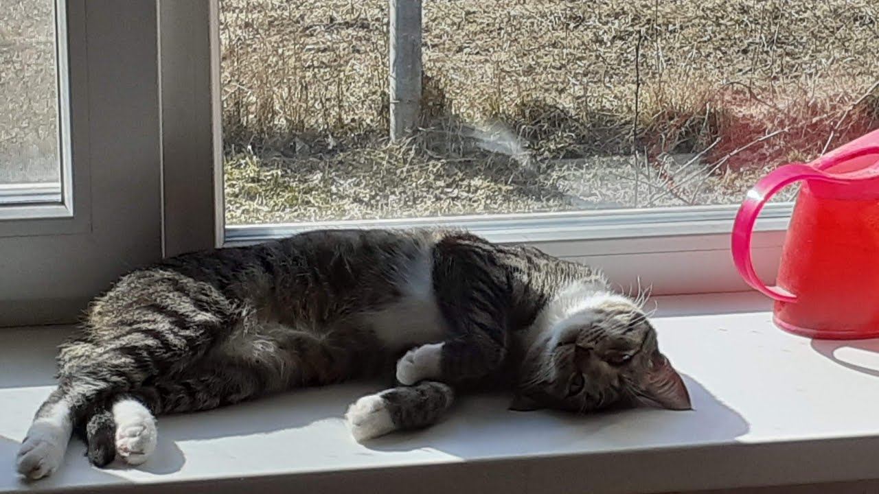 Посадили кота за решётку #mypet #мойпитомец #кот #cat #смешныеживотные #funnyvideo