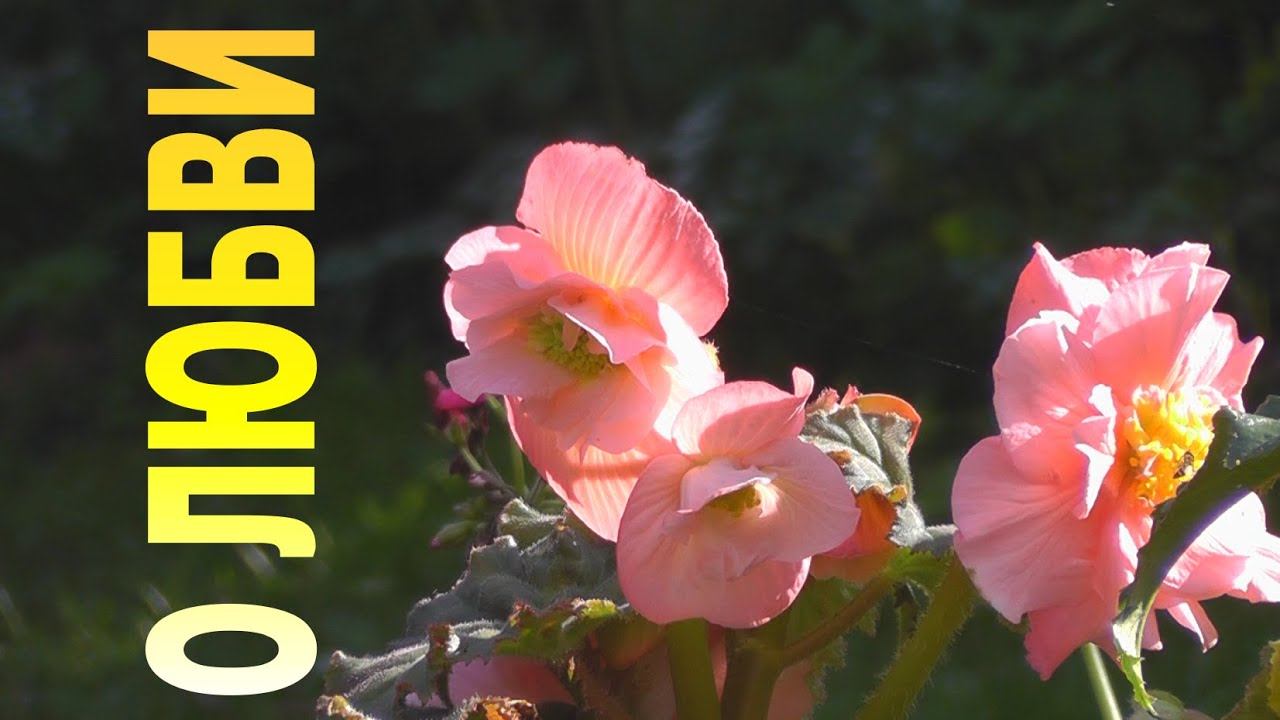 О ЛЮБВИ. Давать и принимать любовь. Тренинг для детей, подростков «Чудо-остров». Октябрь 2014