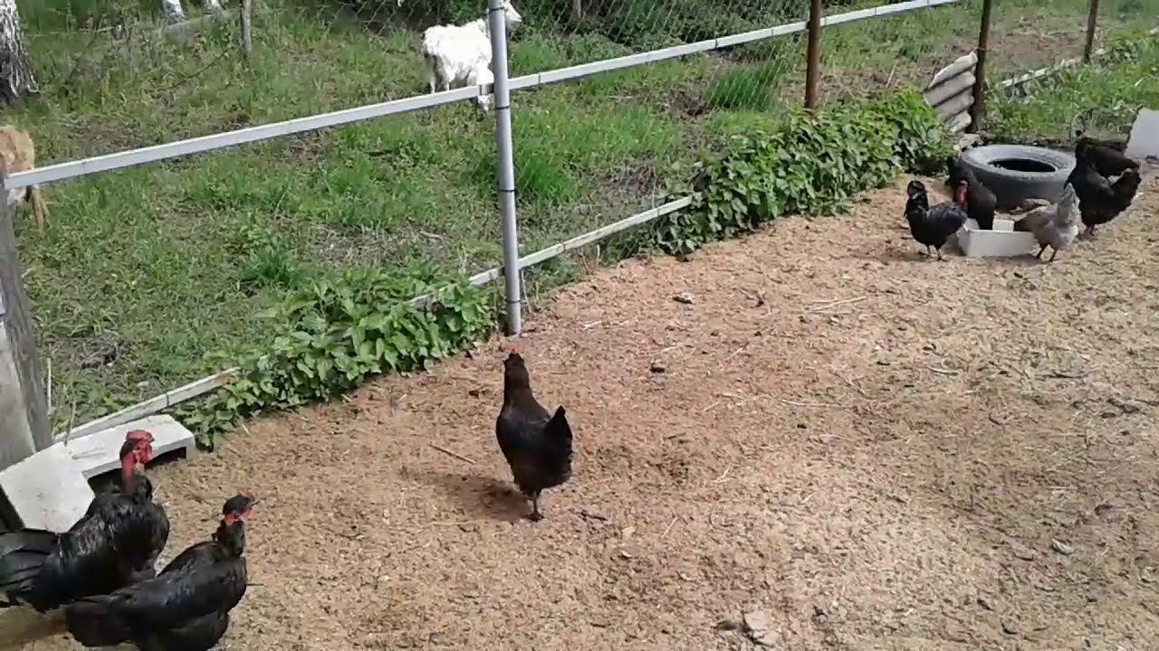 Курятник Рабочие моменты Часть 3 #курятник #курынесушки #курывхозяйстве #henhouse #hen #broodyhen