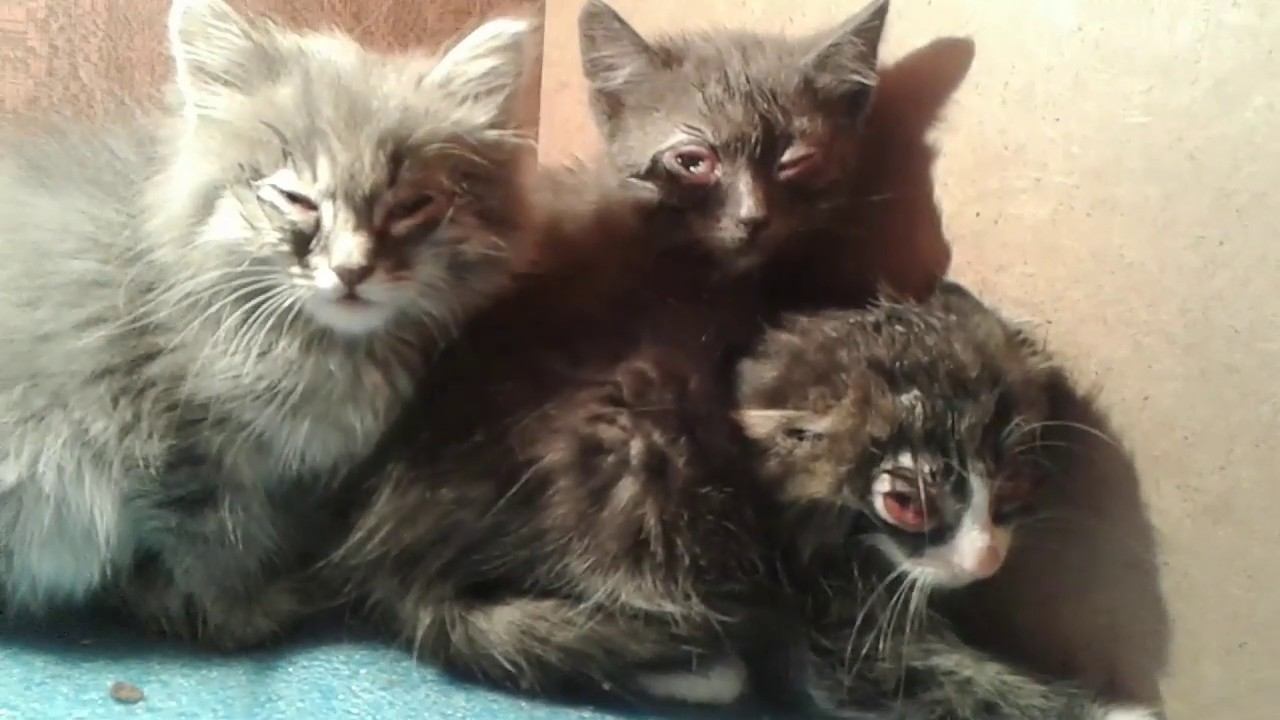 Мы их поймали #котята #моипитомцы #жалко #лечение #kittens #mypets #miserably #передержкакотят