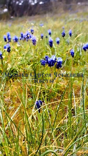 Цветут мускари. Апрель.