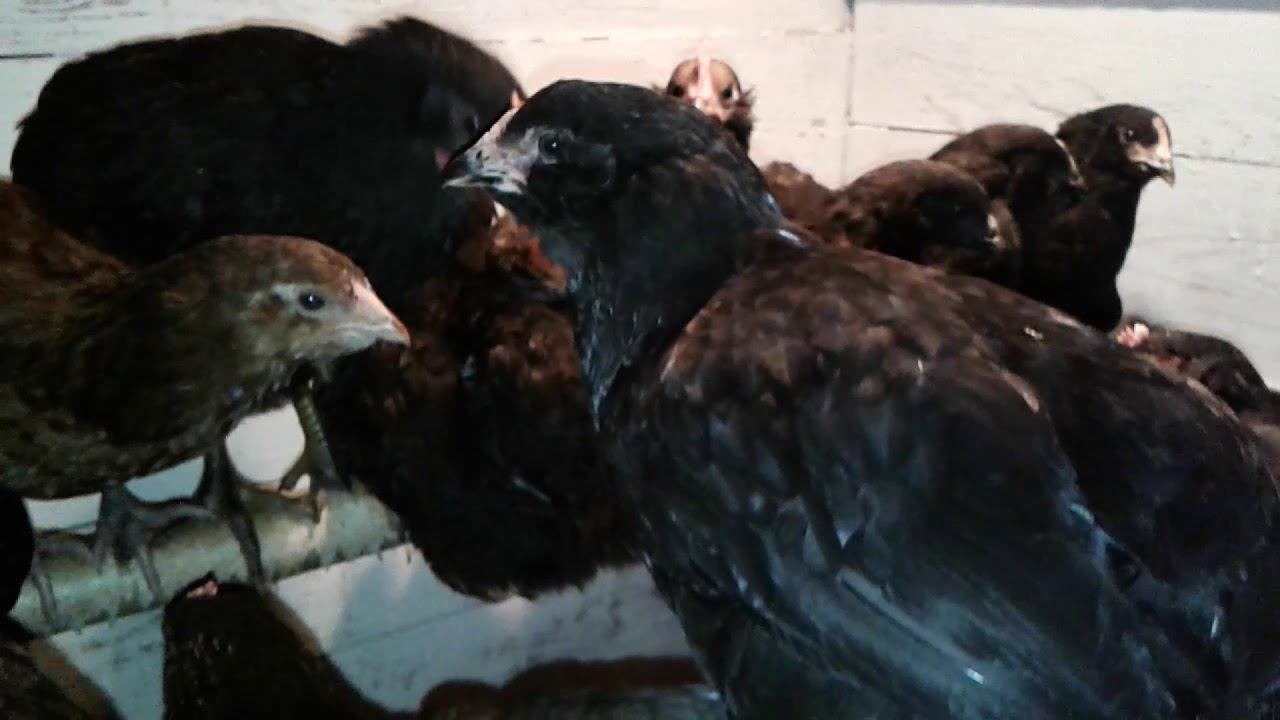 Как поживают наши цыплята первенцы #цыплята #курятник #chicken #henhouse