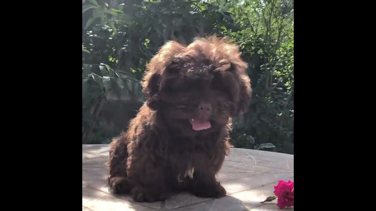 Маленький щенок русской цветной болонки  устал на фотосессии