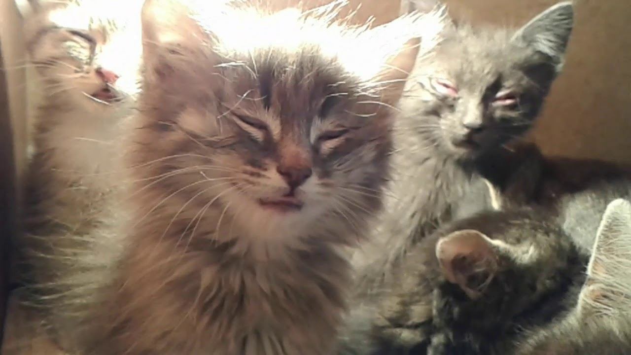 Главное мама рядом #kittens #cat #котята #моипитомцы #кошка #mypets #жалко #лечение #miserably