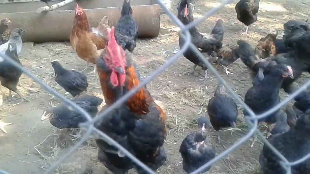 Птичий двор Выпускаю всех гулять #chickens #куры #жизньзагородом #моехозяйство