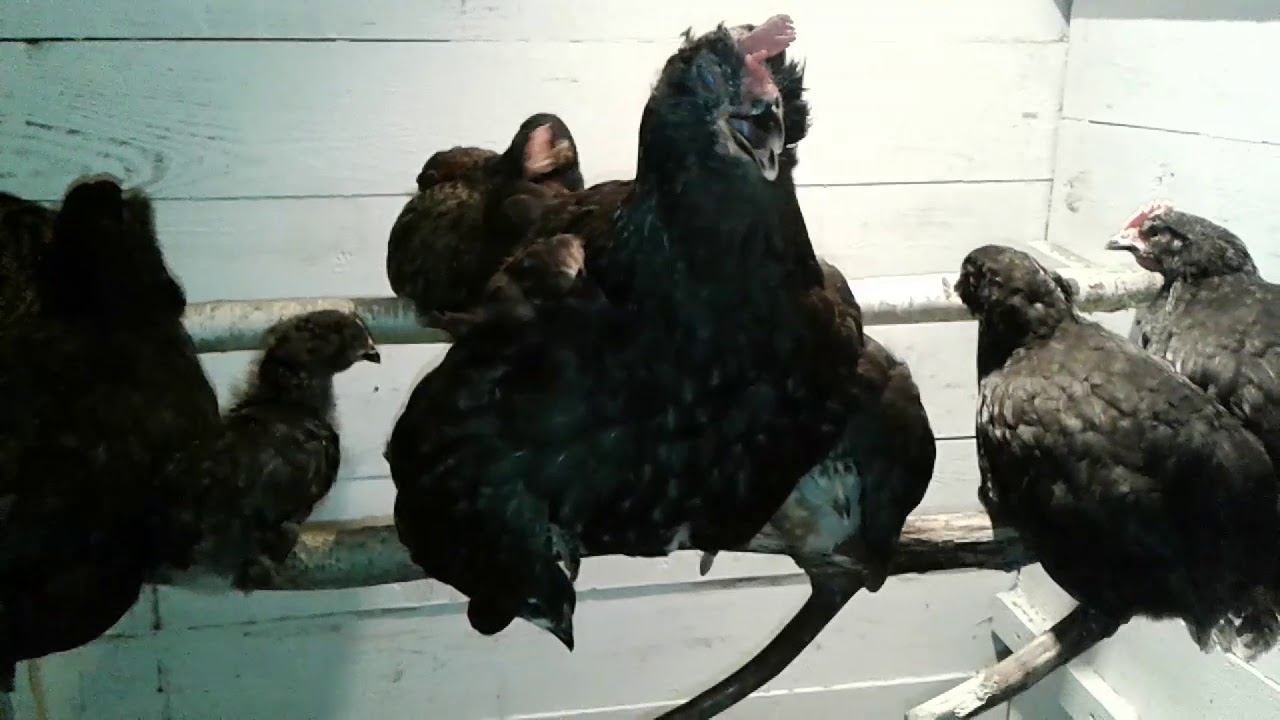 Курица наседка взяла под опеку цыплят #наседка #куры #курятник #цыплята #chicken #henhouse