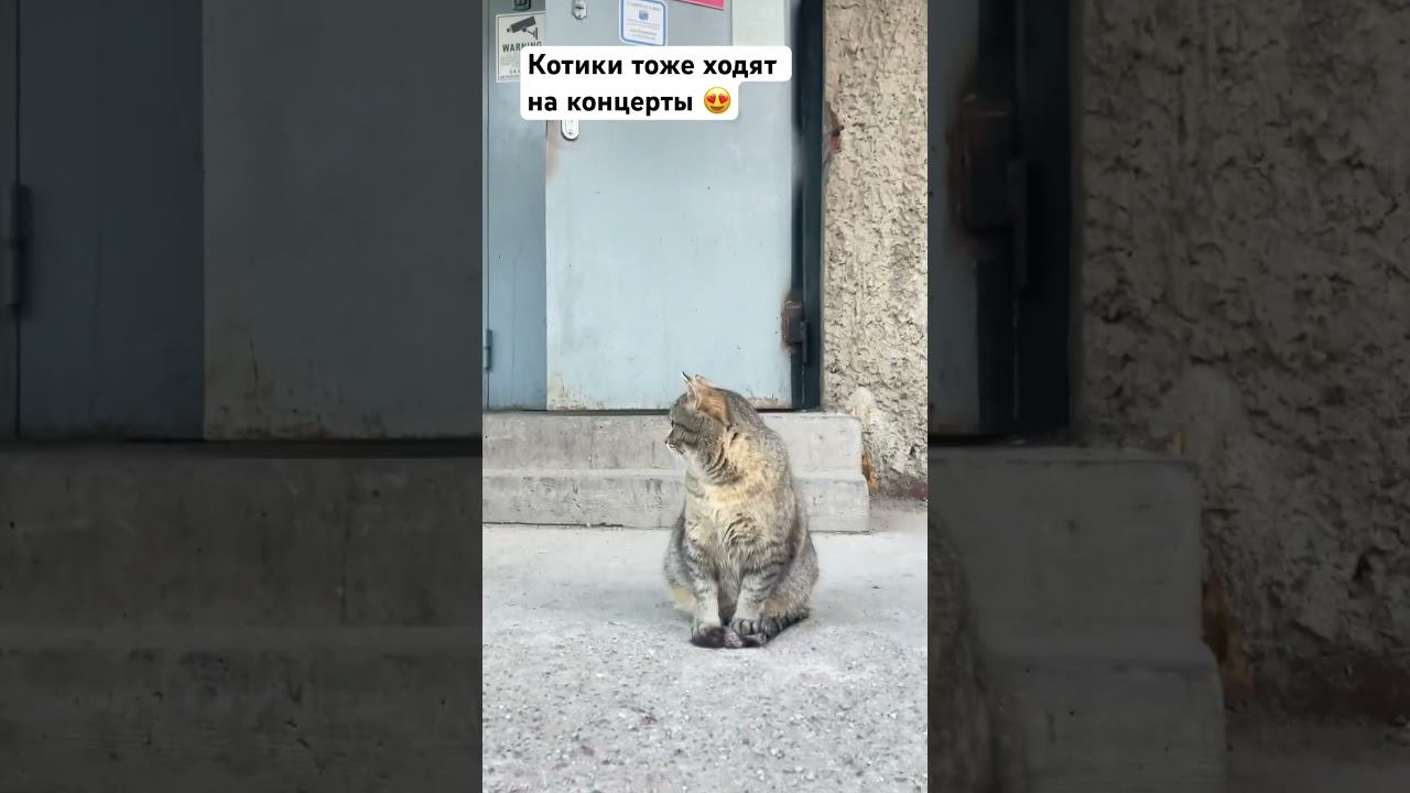 Котики и концерты) #7отличий #music #рокмузыка #rock #рок #live #rockband