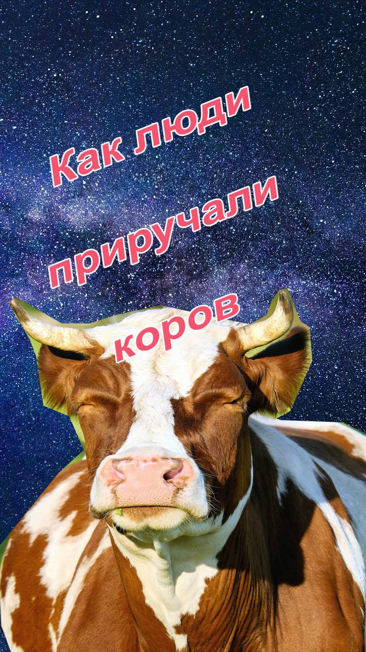 Как наши предки одомашнивали коров — исследования генетиков