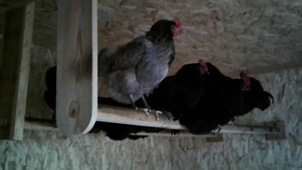 Курятник куры-несушки Рабочие моменты Часть 1 #курынесушки #курывхозяйстве #курятник #henhouse #hens