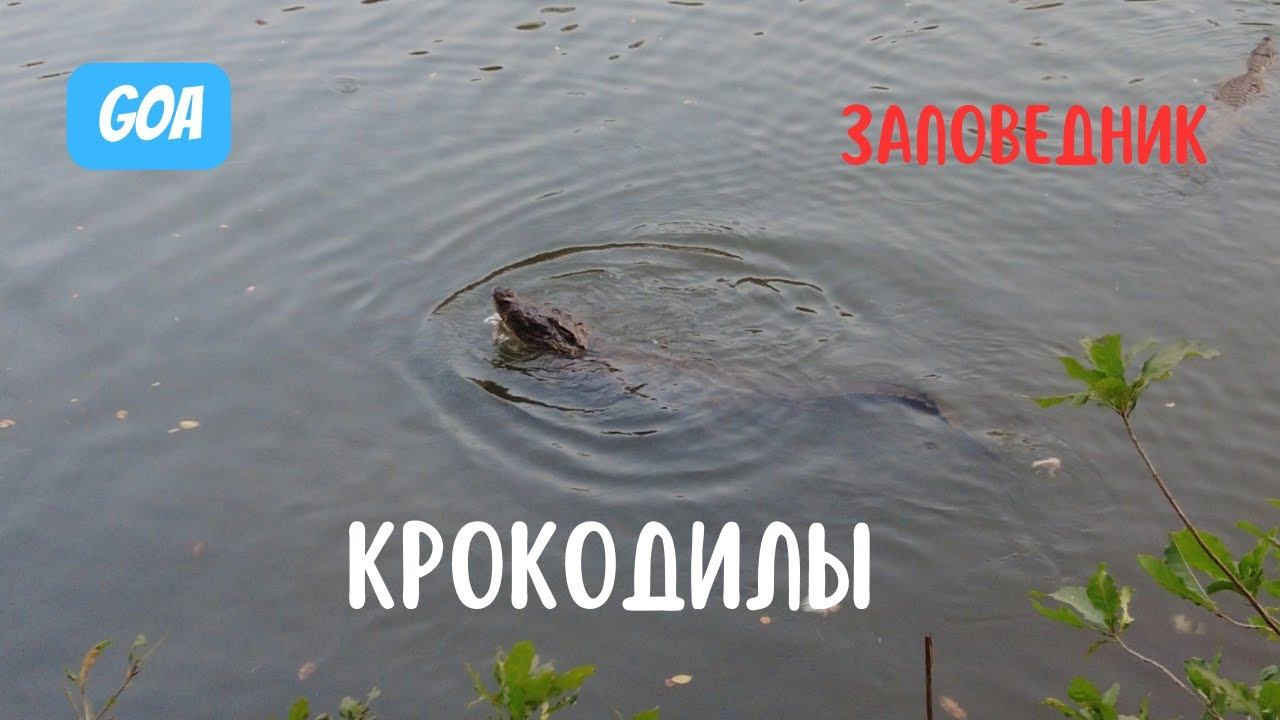 Индия. ГОА. Кормим крокодилов в заповеднике. Путешествуем без экскурсовода.