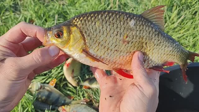 АПРЕЛЬСКАЯ РЫБАЛКА НА ДОНКУ И ПОПЛАВОЧНУЮ УДОЧКУ))2025! В ЭТОМ ВОДОЁМЕ ЕСТЬ КРУПНЫЕ КРАСНОПЕРКИ))