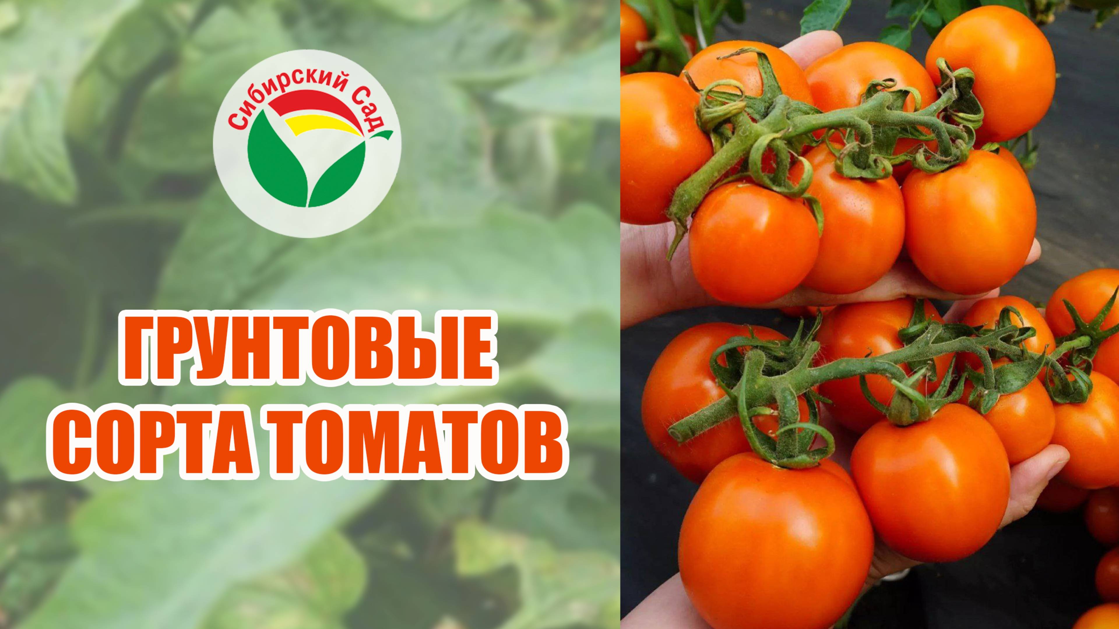 Грунтовые томаты