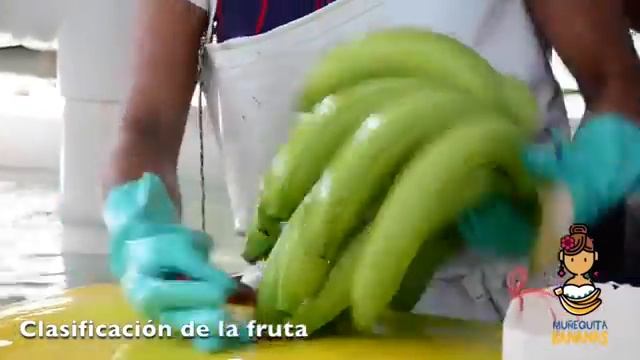 Банановые плантации. Производство бананов