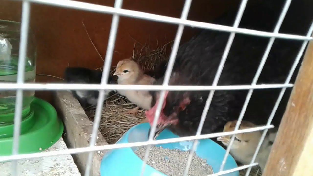 Вылупились цыплята  у курицы-наседки #курица #hen #цыплята #наседка #chickens  #broodyhen