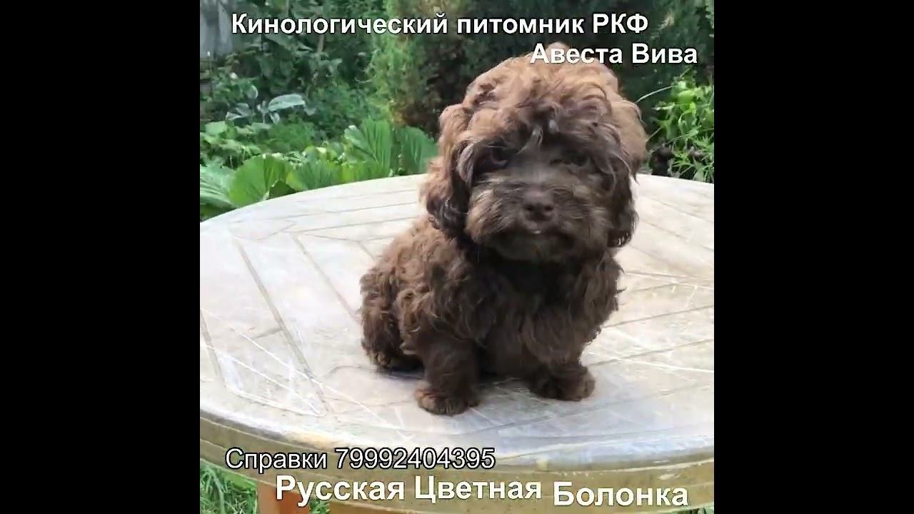 Щенков русской цветной болонки Предлагает питомник РКФ Авеста Вива