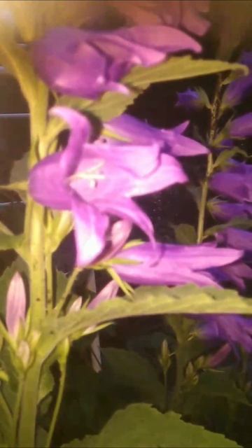 Расцвели мои самые любимые колокольчики. В ролике использованы стихи Т. Лавровой