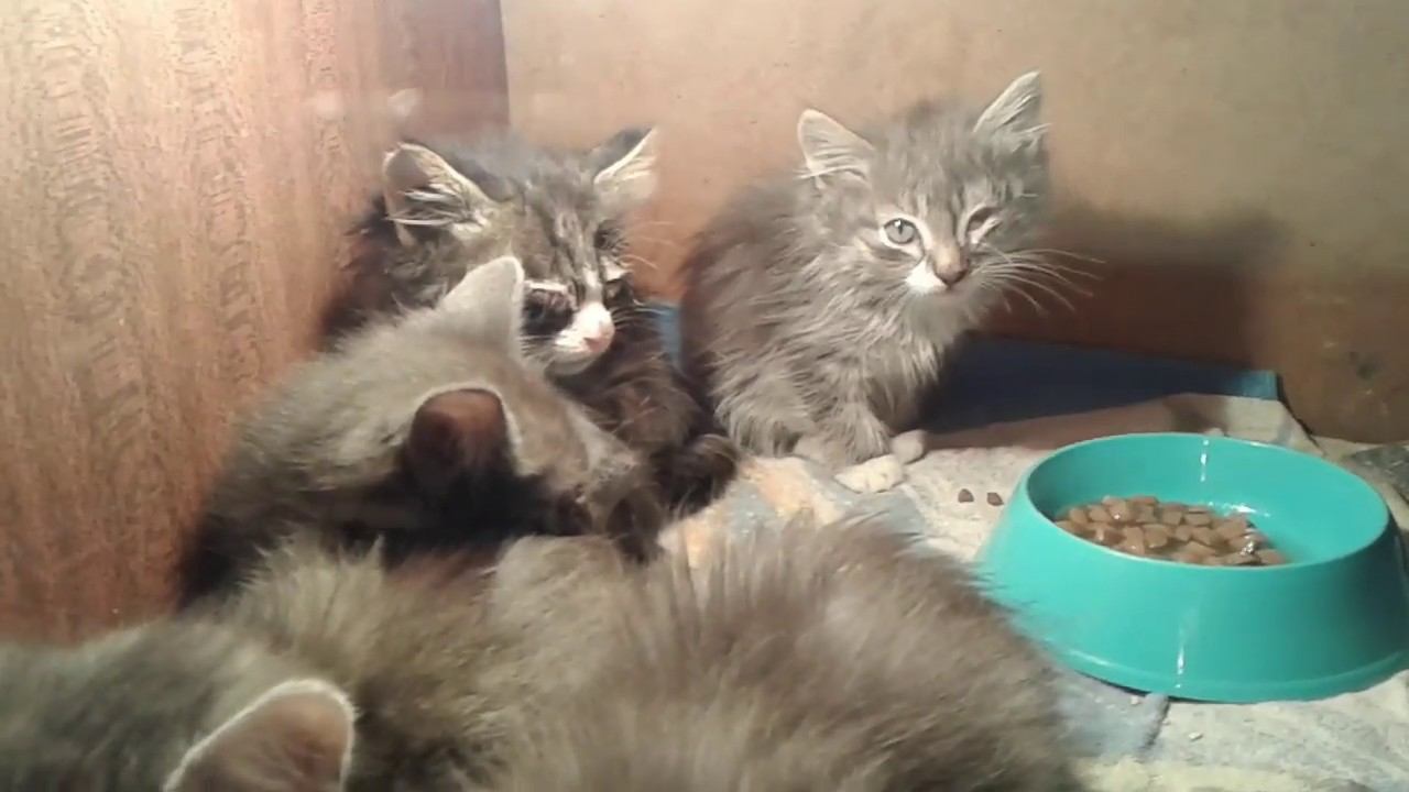 Судьба котят #котята #жалко #моипитомцы #mypets #kittens #miserably #печаль