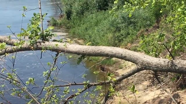 Наши просторы. Катер. Огромный папоротник.