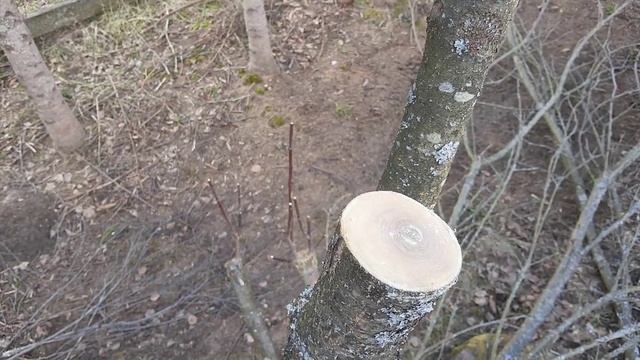 Прививка яблони за кору.