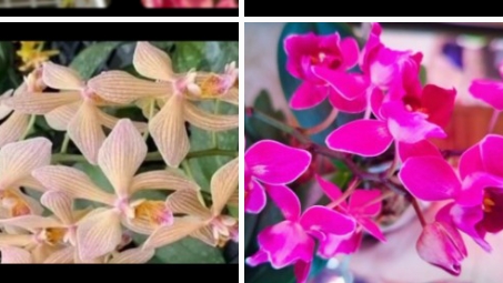 П-7. Ч-2. Подготовка орхидей из 6и7 посылок к пересадке