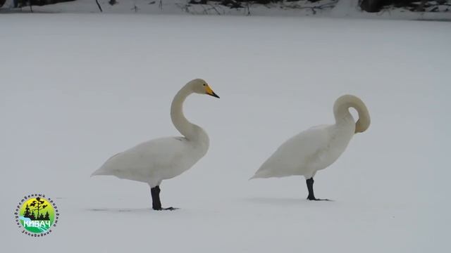 Лебеди-кликуны. Заповедник "Кивач", Республика Карелия. 06.04.2025.