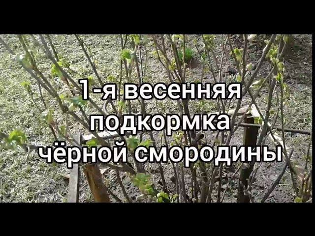 Выращивание чёрной смородины весенняя подкормка #чёрнаясмородина #выращивание #blackcurrant