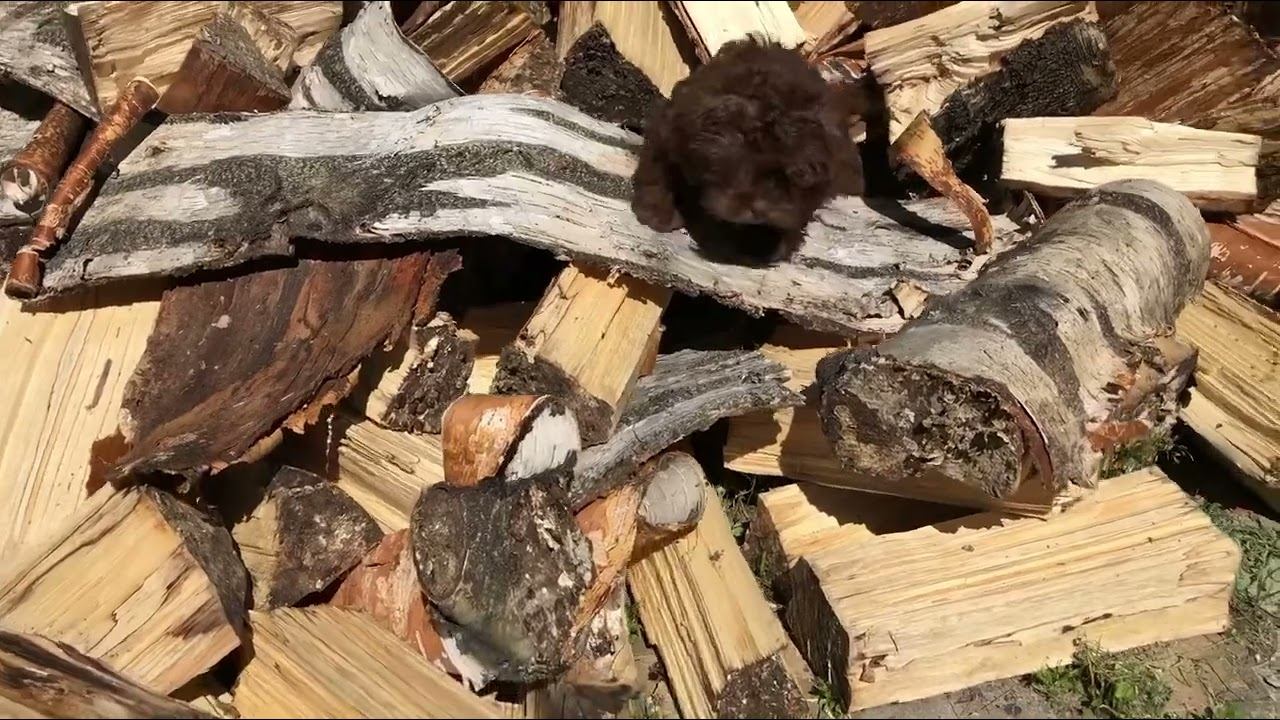 Русская цветная болонка учится спускаться с высоты