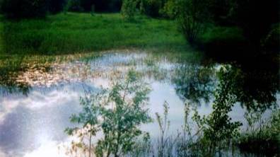 Новогодний КАТОК.