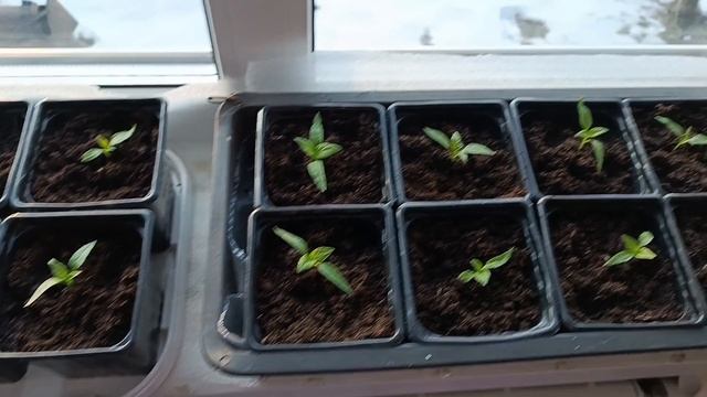 08-04-2025.Февраль, рассаживаю перчики 🫑.