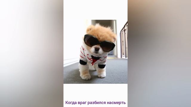 Топ 5 моих мемов