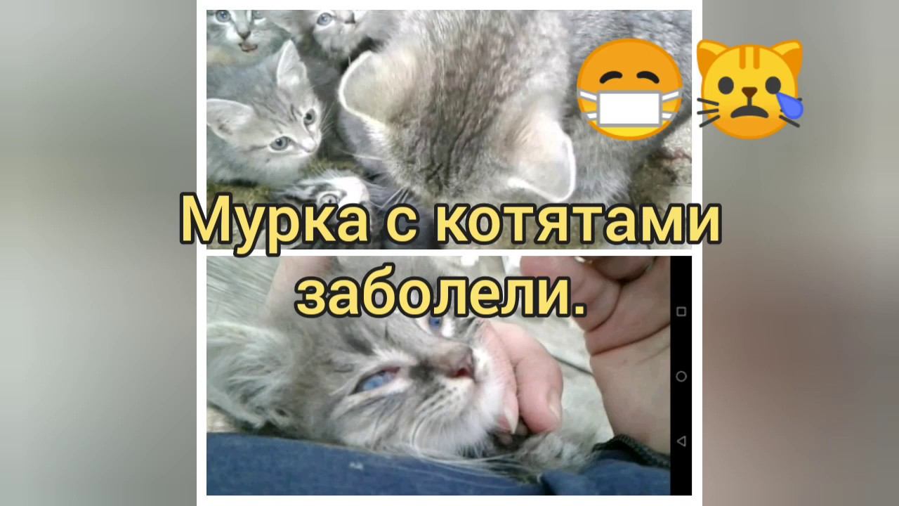 Заболели кошка с котятами #кот #кошка #котята #жалко #заболели #моипитомцы #cat #kittens #miserably