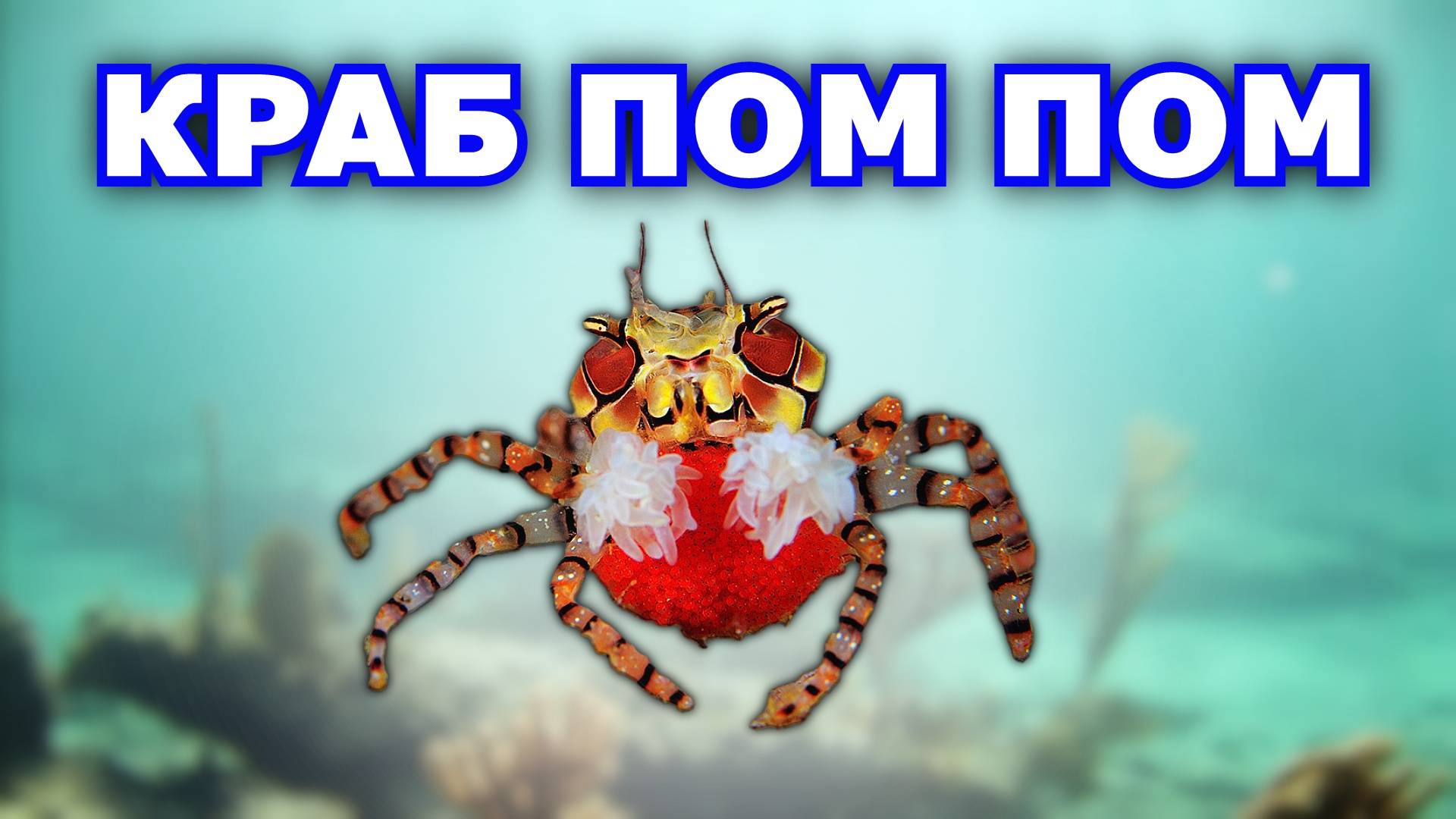 Краб боксер ( пом пом ) - морской танцор. Подводный мир. Морские животные