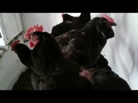 Проверяю наседок Не получилось! #курынесушки #куры #chicken #hen #henhouse
