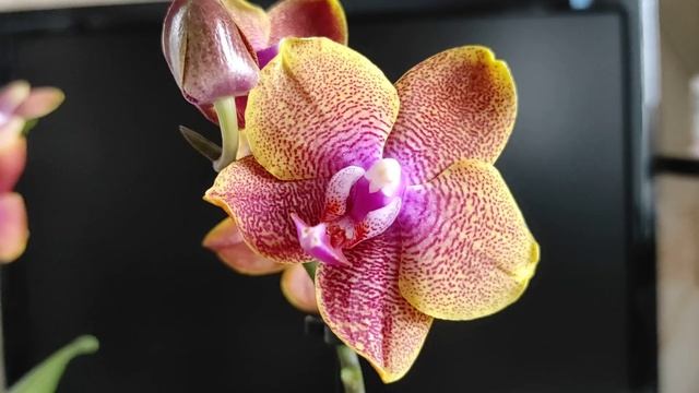 СРАВНЕНИЕ. ОРХИДЕИ СОГО ЛОУРЕНС и БРОНЗОВЫЙ БУДДА. БЛИЗНЕЦЫ-БРАТЬЯ или НЕТ? #орхидеи #будда #лоуренс