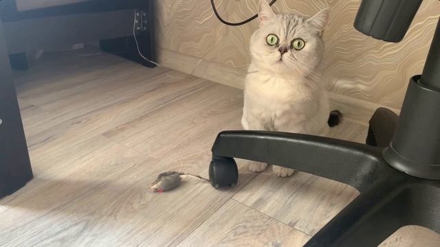 Новая игрушка